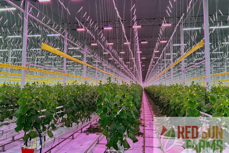 Red Sun Farms tests new lighting - The Packer