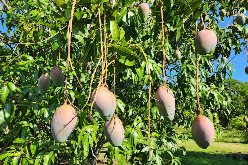 mango ripe on tree