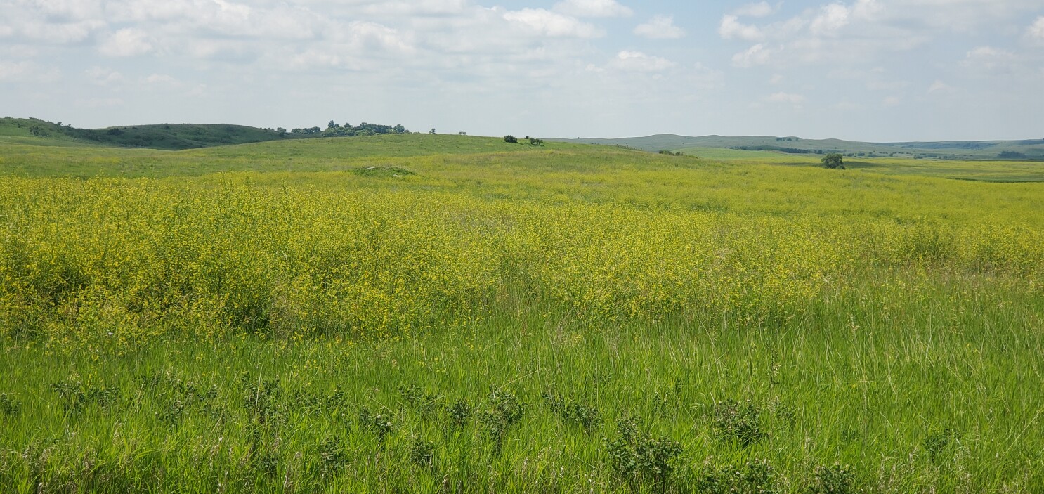 yellow hop clover for cattle
