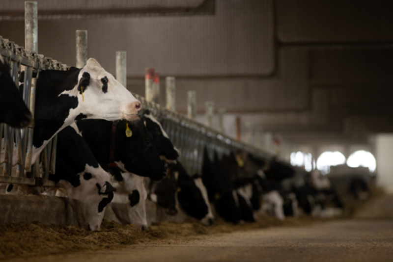 Seven Proven Methods to Prevent Mastitis and Boost Milk Yield - Bovine Vet