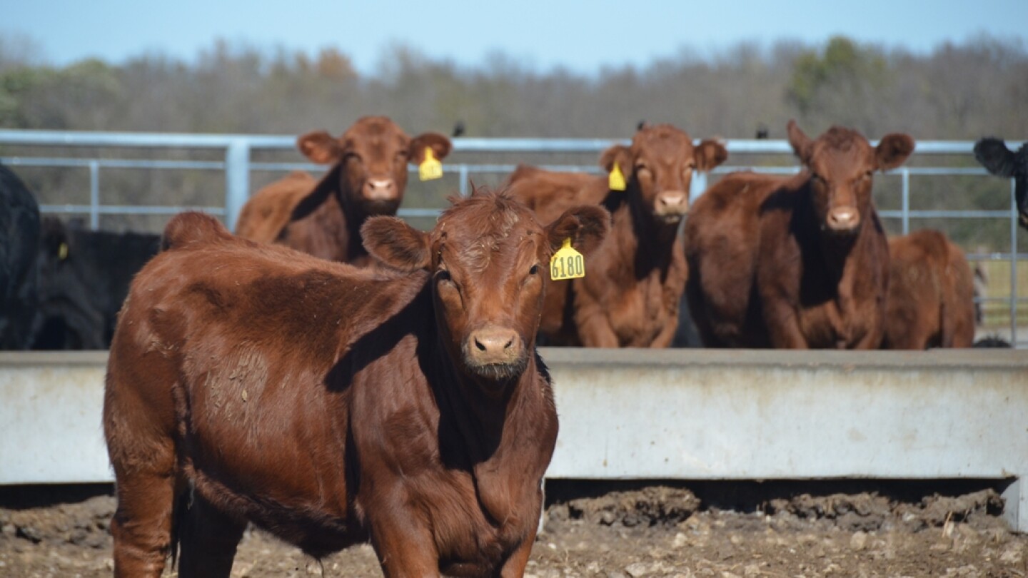 Derrell Peel: Add Value To Your Calves This Fall