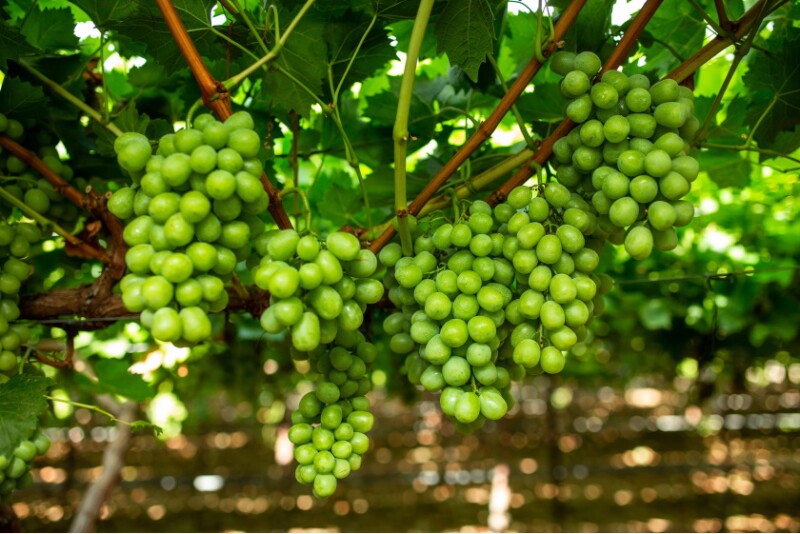 Sponsored: Fresh Farms off to an early start on Mexican grapes - The ...