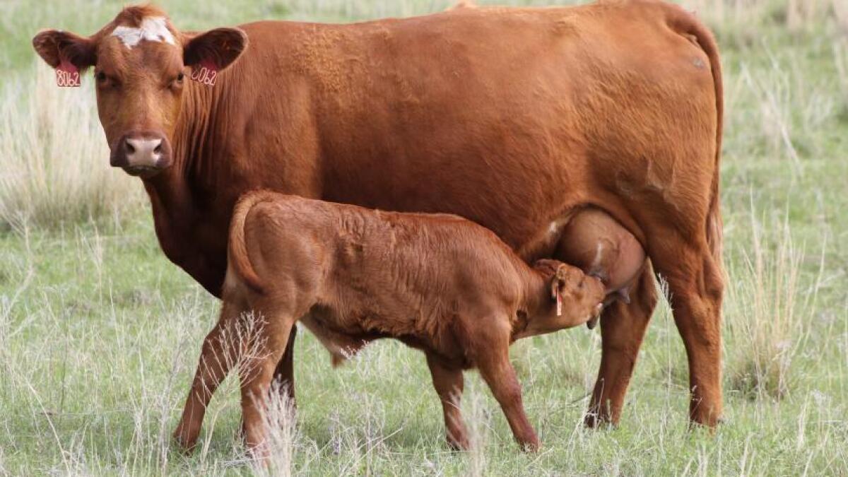 spring block calving