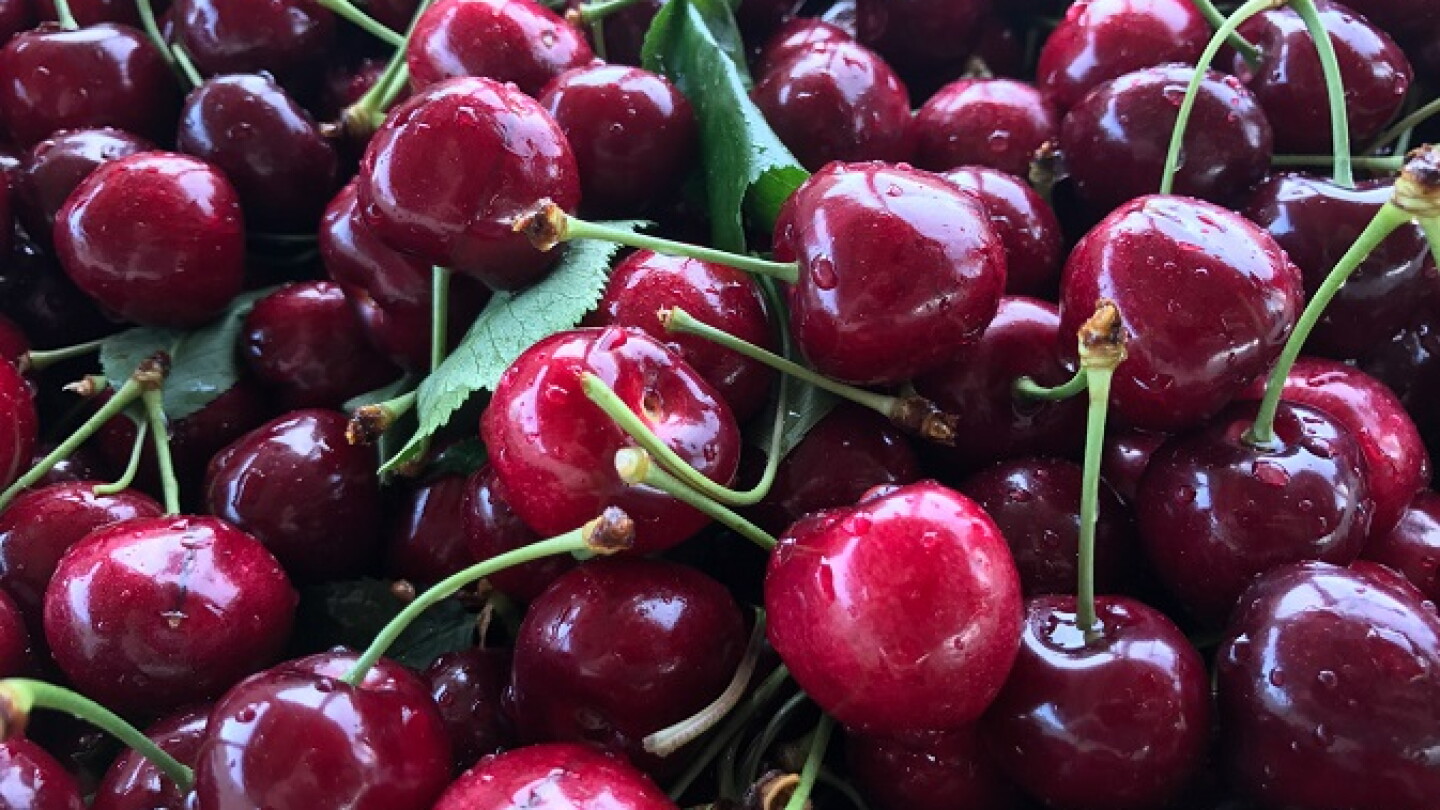 Stemilt guides retailers with Fast Facts on Cherries - The Packer