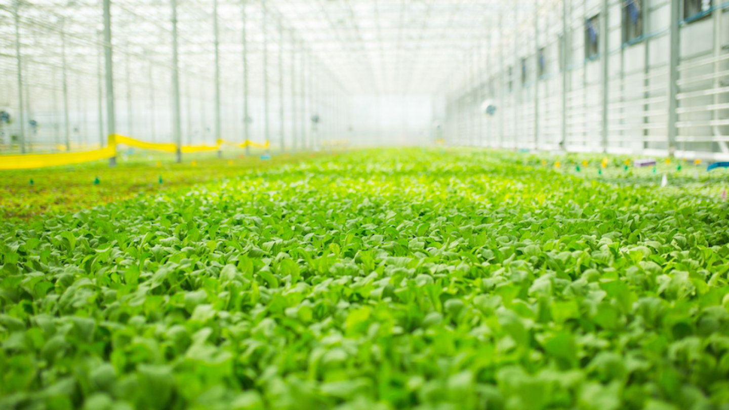 Northeast growers BrightFarms and Element Farms team to launch spinach ...