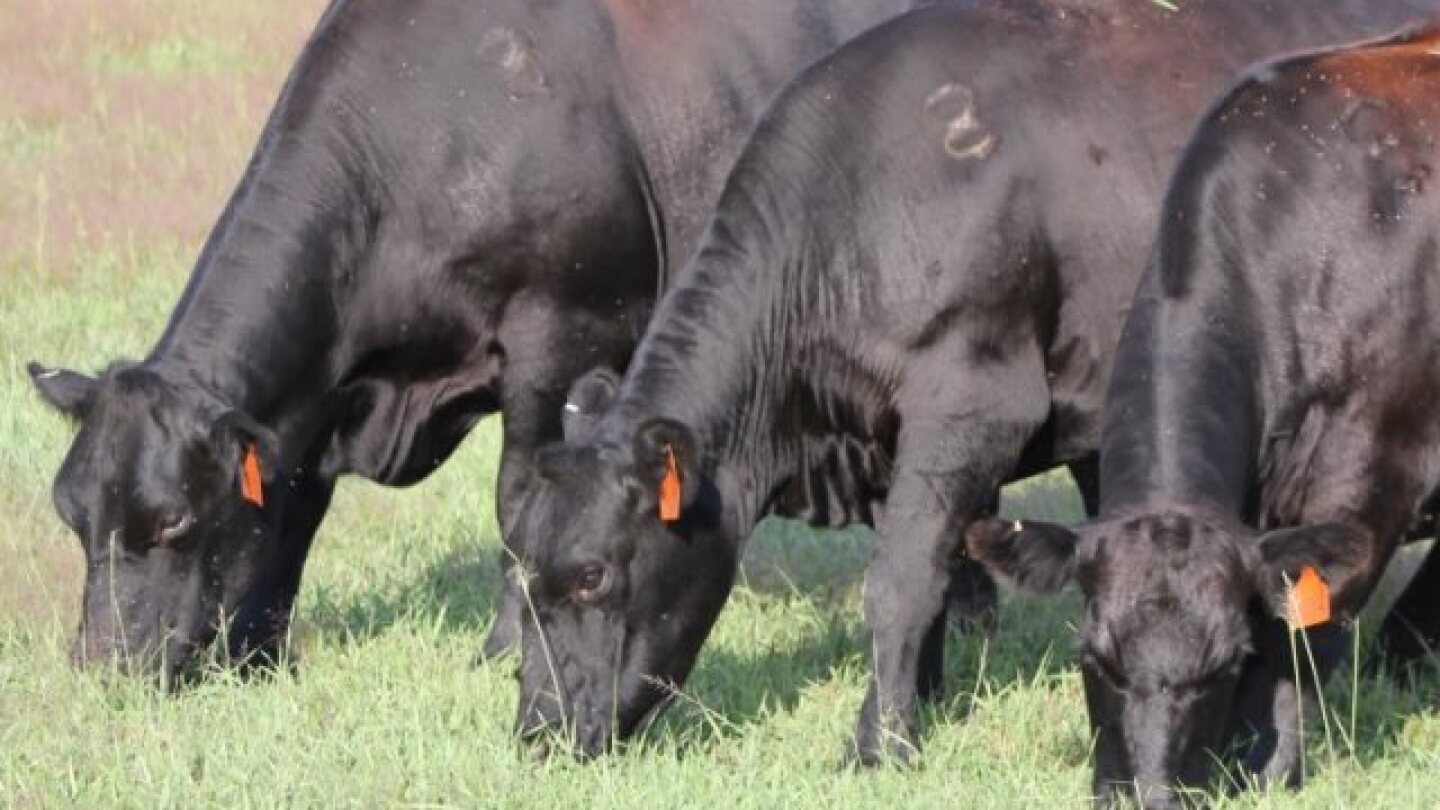 3 Livestock Skin Concerns to Watch For This Summer
