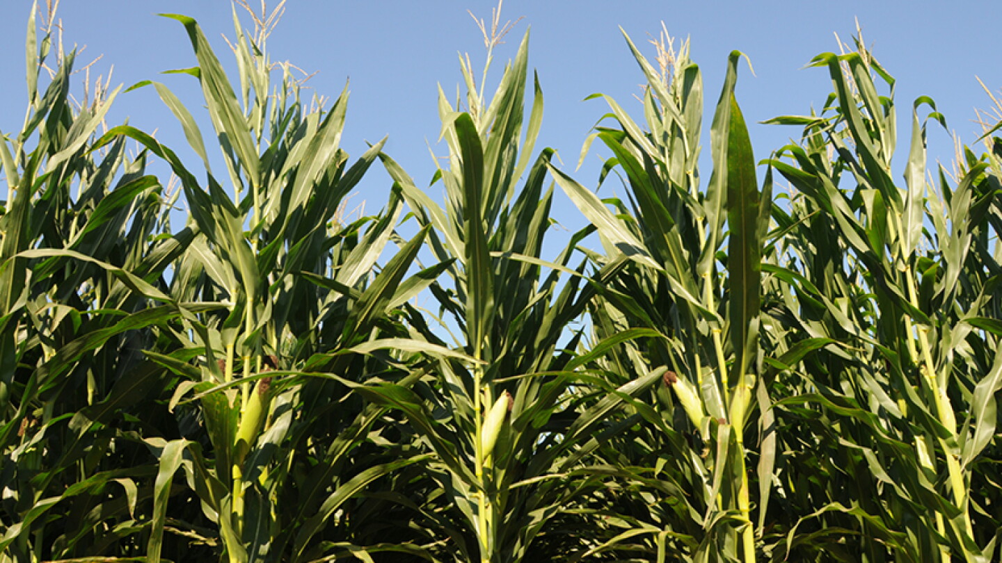Agroconsult Expects Sharply Reduced Brazil Safrinha Corn Crop Ahead of ...