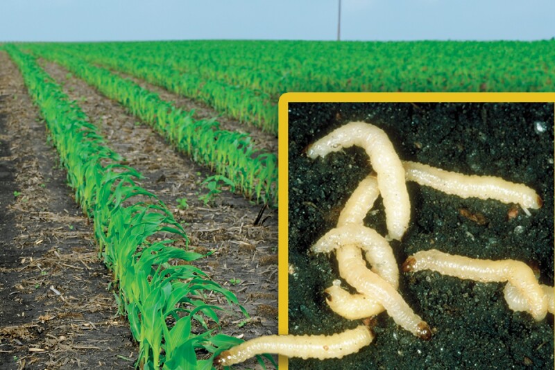 New Corn Rootworm Biological Receives EPA Approval - AgWeb