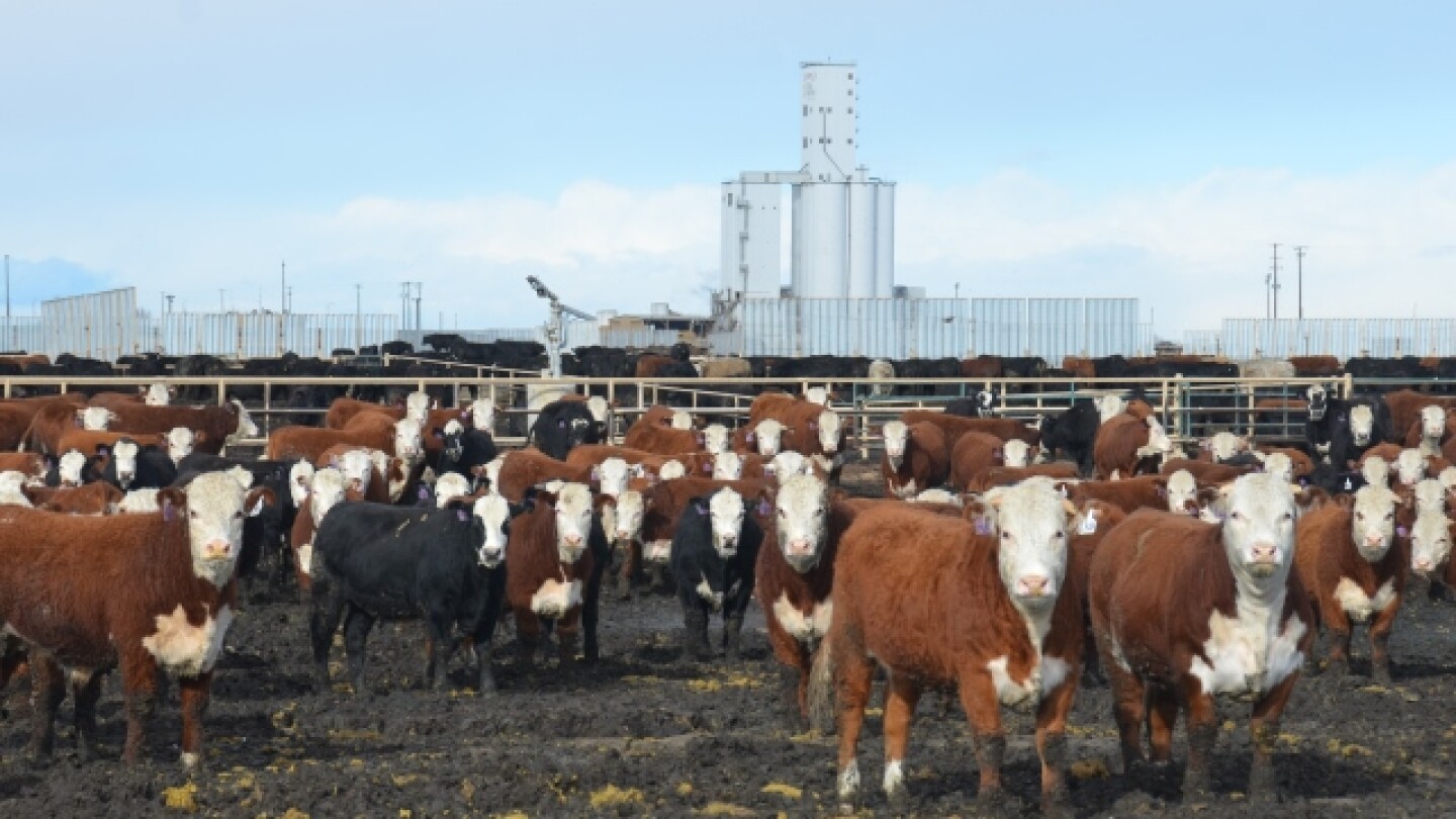Fed Cattle Exchange Aims To Create Transparency In Market