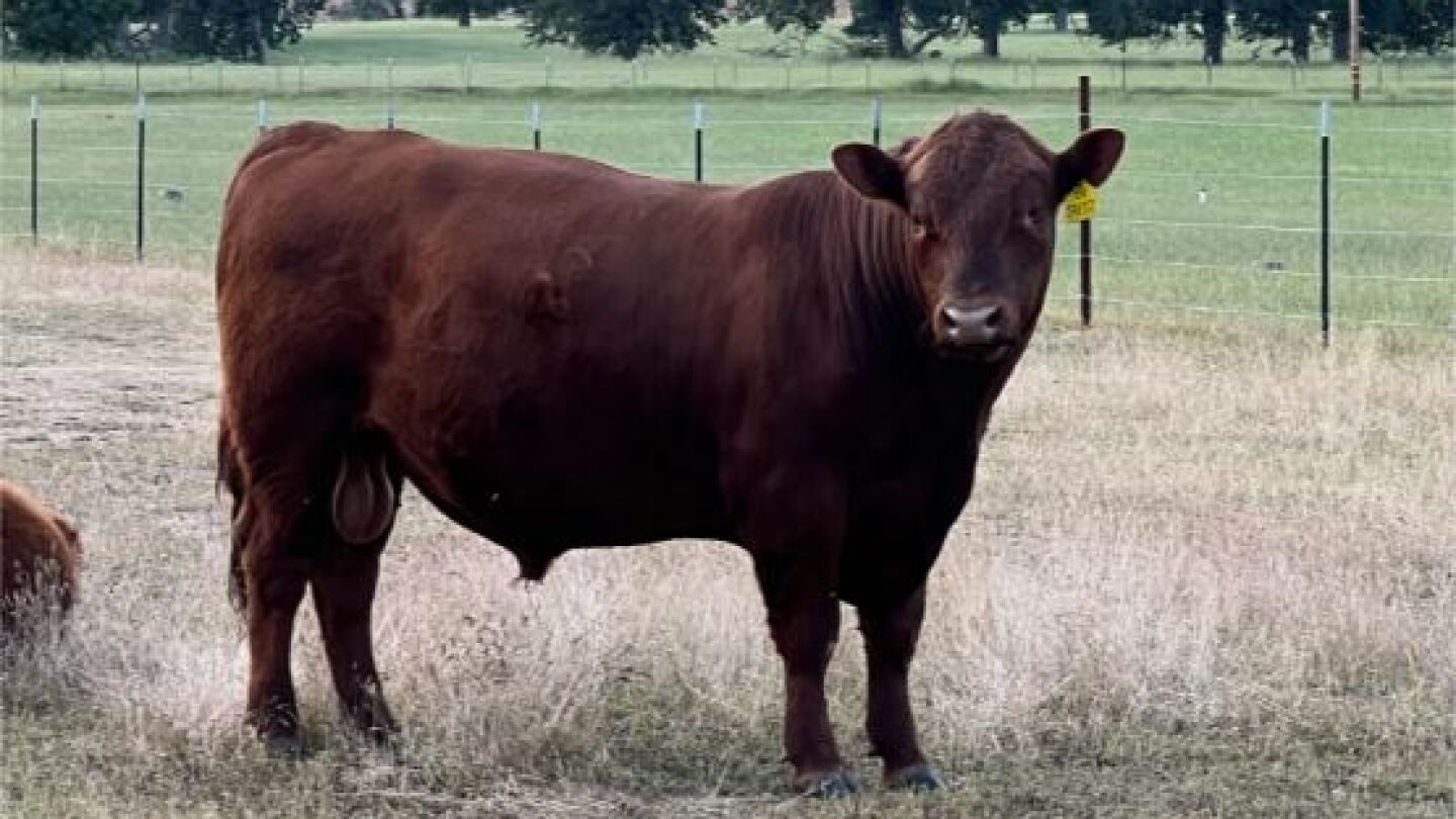 Management of a New Yearling Bull Sets the Stage for Performance ...