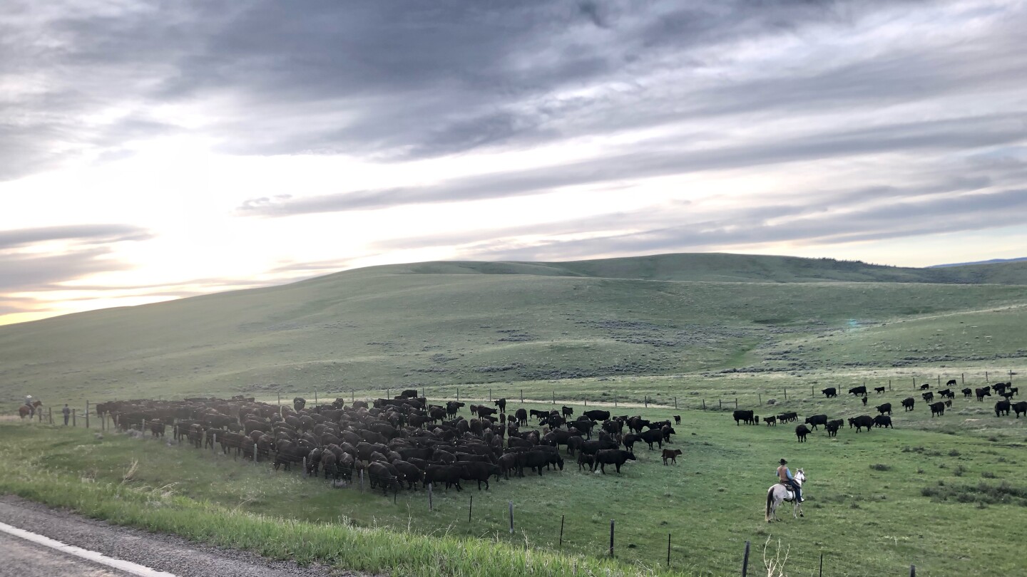 ABS Global Partners With Montana's Bair Ranch - Drovers