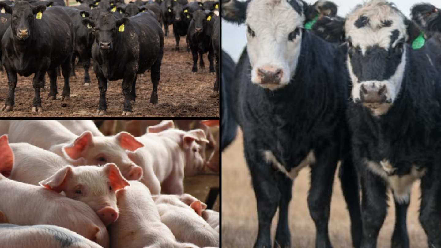 What is Livestock Risk Protection (LRP)? - Drovers