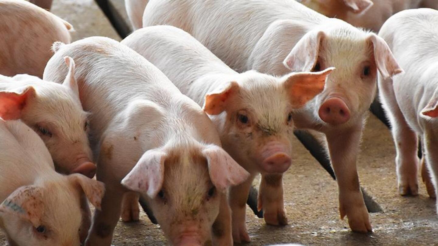 Mexico Blocks Exports from World's Largest Pork Processing Plant in U.S ...