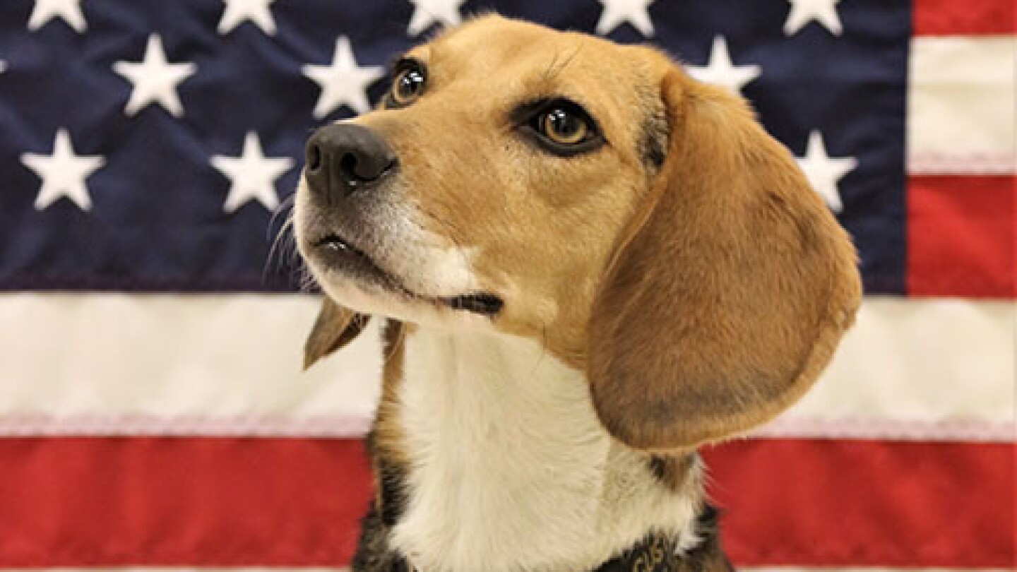 Beagle Brigade Act Signed into Law, Boosts Efforts to Protect U.S ...