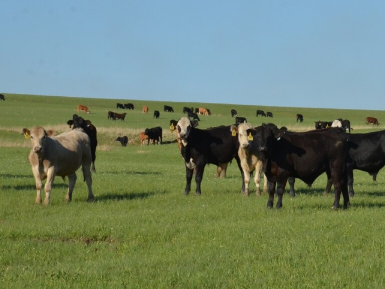 How are Producers Finding Success with Stockers? - Drovers