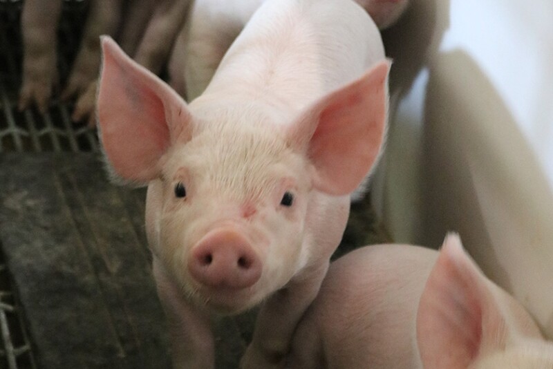 What Are Possible Impacts of Retaliatory Tariffs on U.S. Pork? - Pork ...