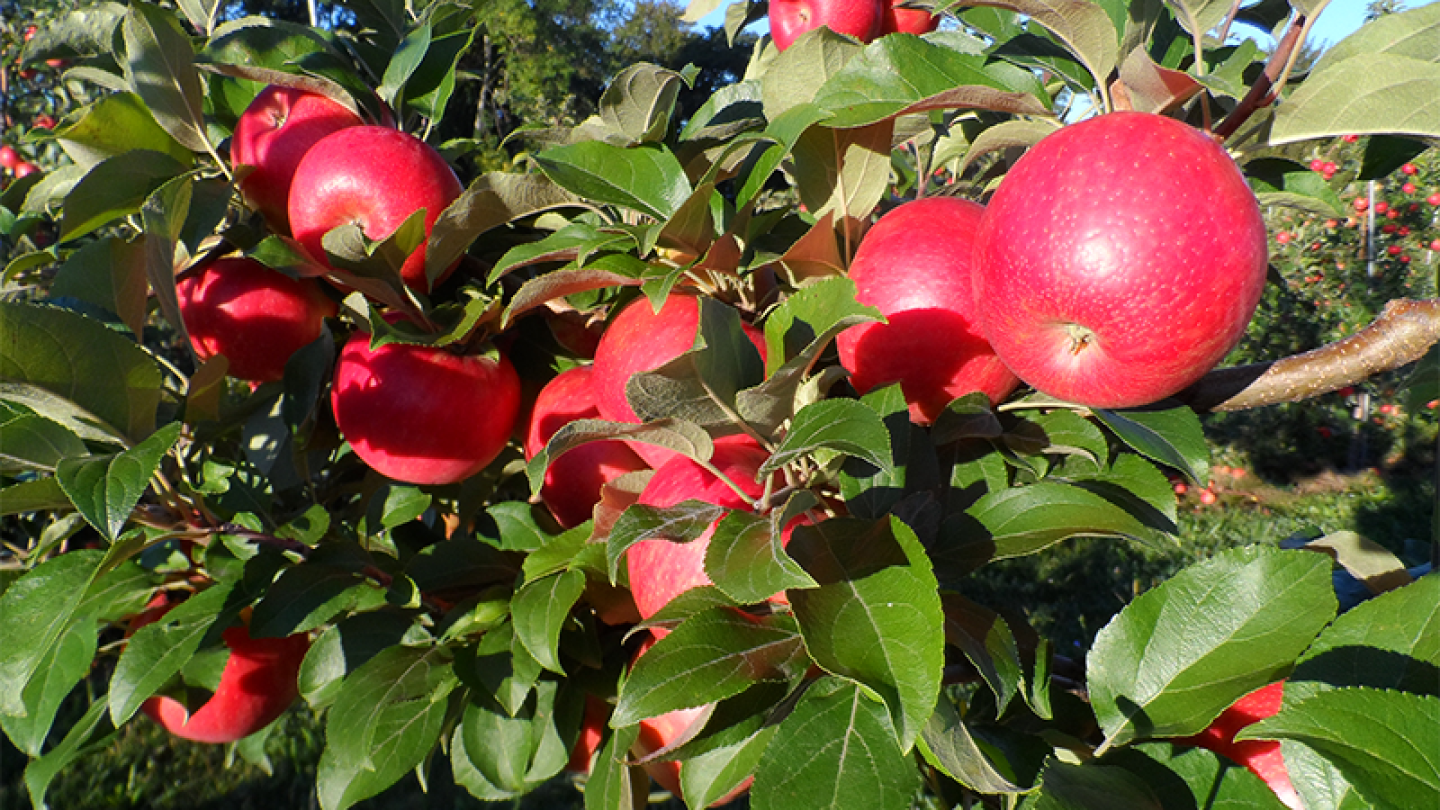 New York Apple Association appoints board members - The Packer