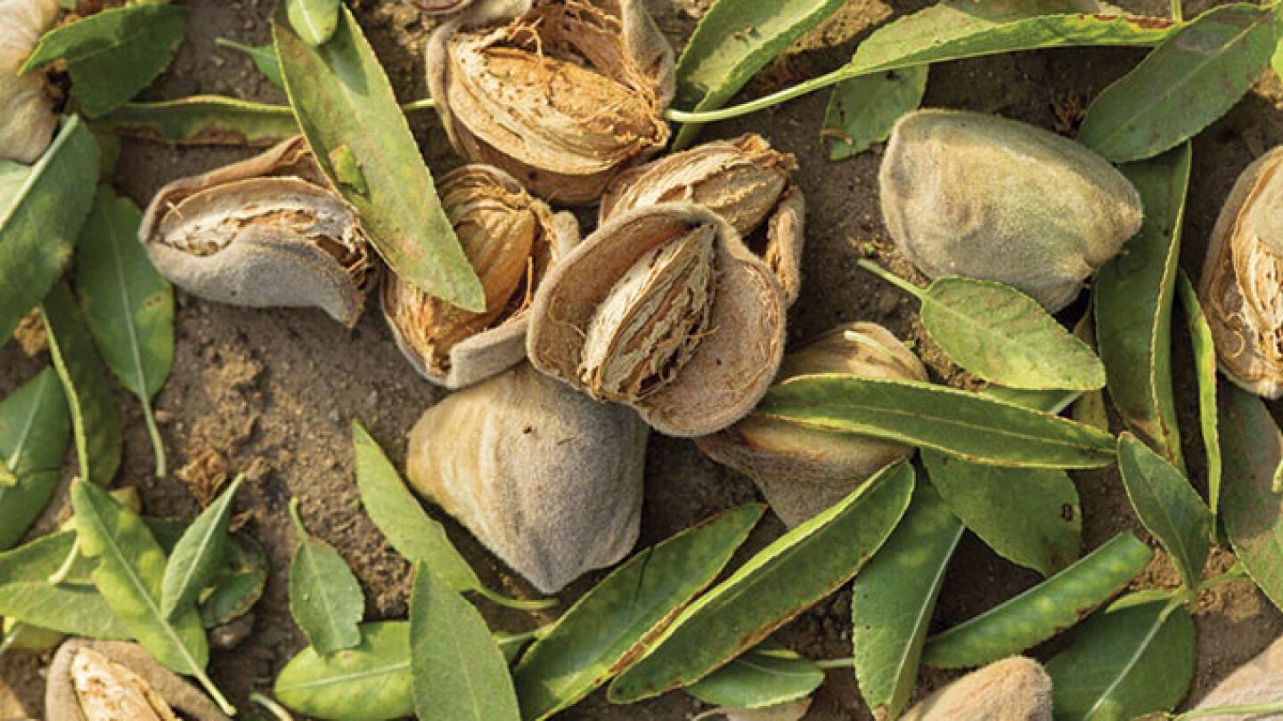 Good season ahead for California nut crops - The Packer