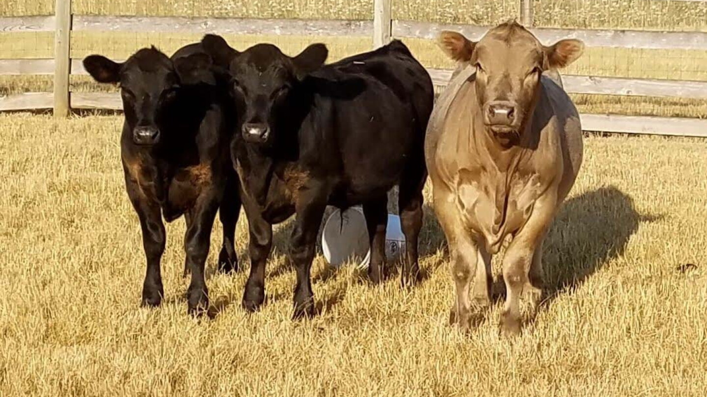 Finishing Beef Calves On-Farm - Drovers