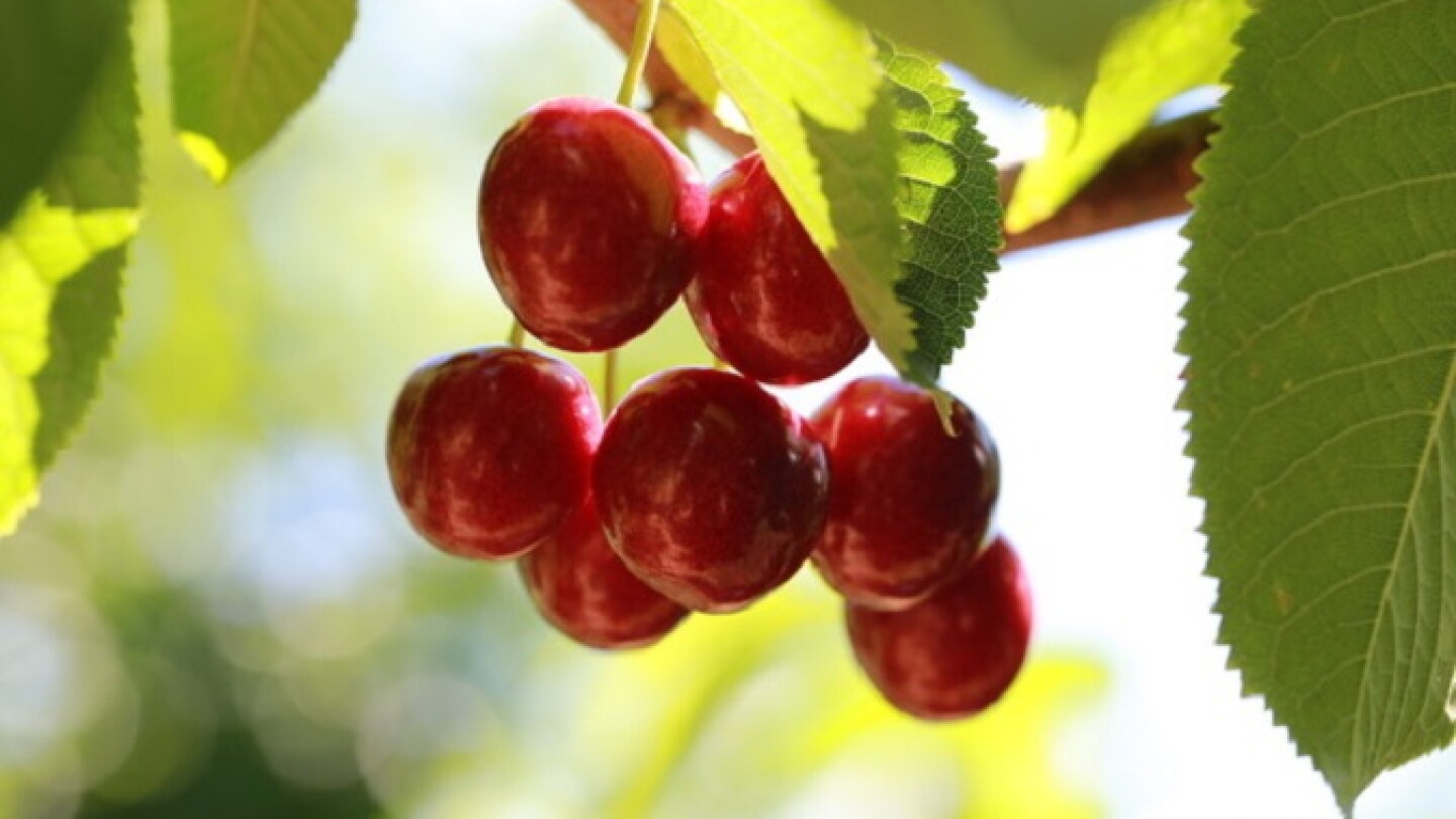 Northwest cherry season gaining speed - The Packer