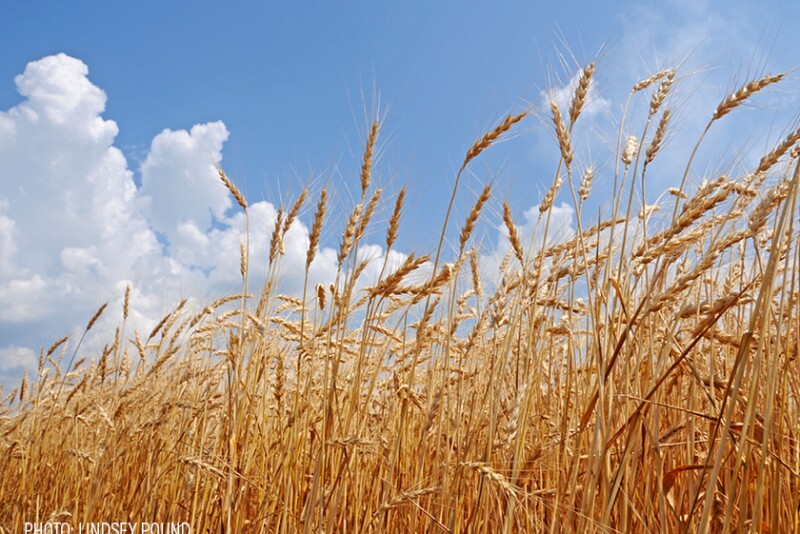 wheat cultivation