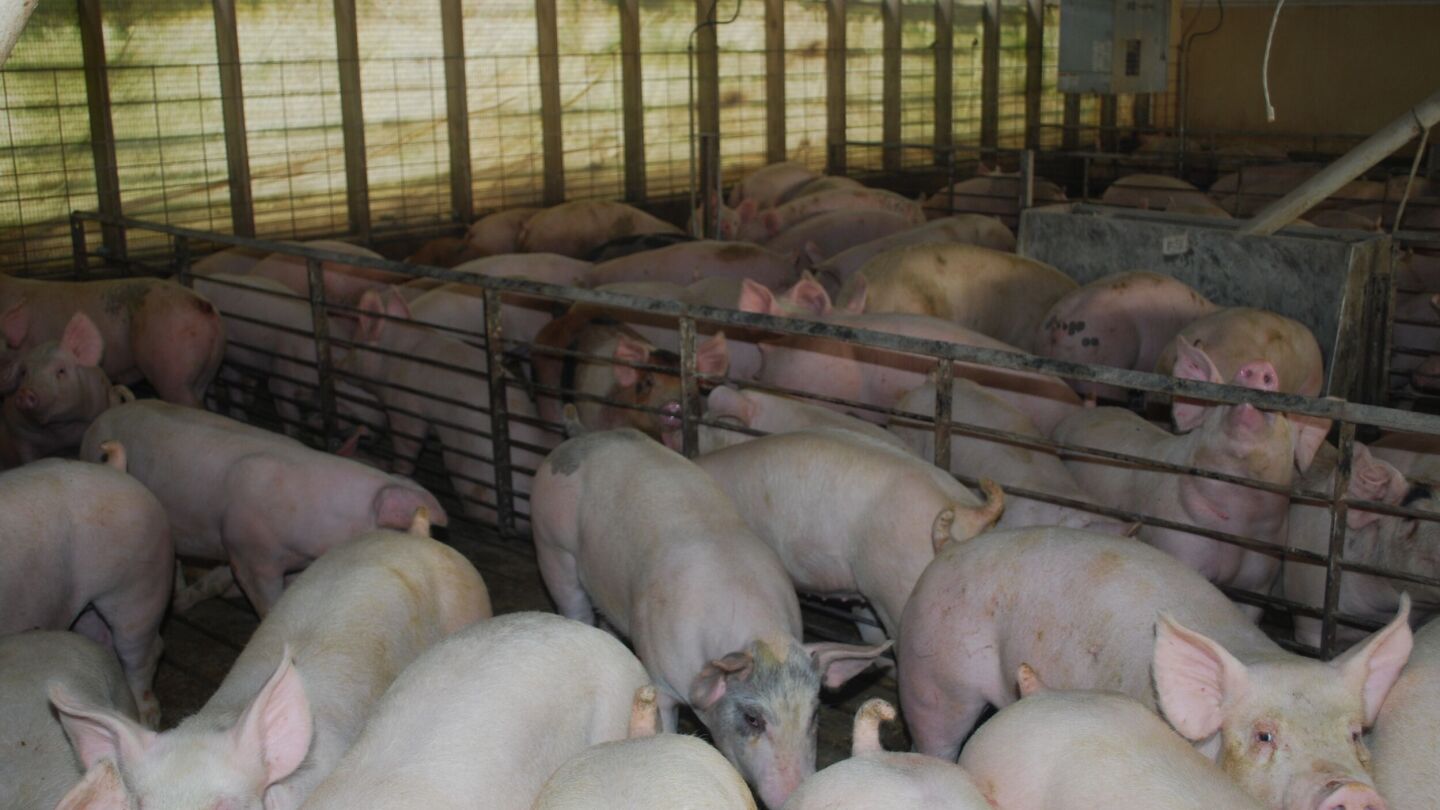 Looking At The Market: Lots Of Hogs