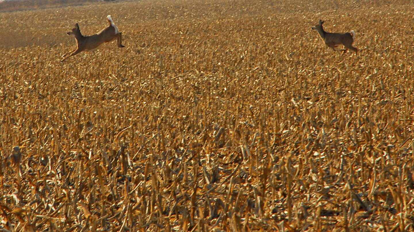 Unspoken Truths About Pests: Deer Damage in Crop Fields - AgWeb