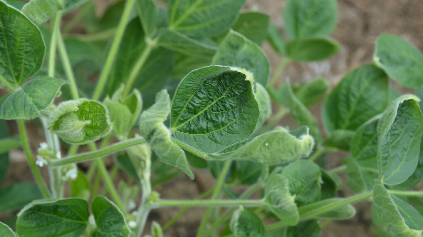 Dicamba: A Guide to Your Label - AgWeb
