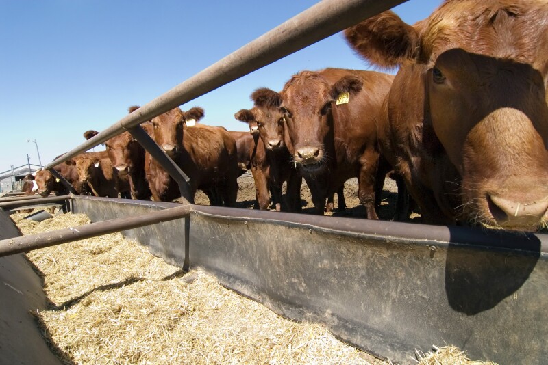 Fed Cattle Post Gains, Calves, Feeders Lower