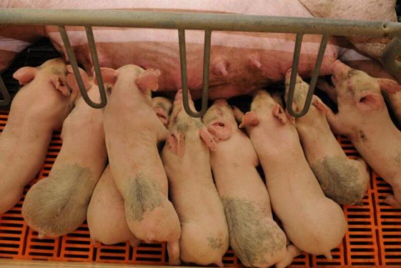 Record Pig Crop Driven by Record Pigs Per Litter
