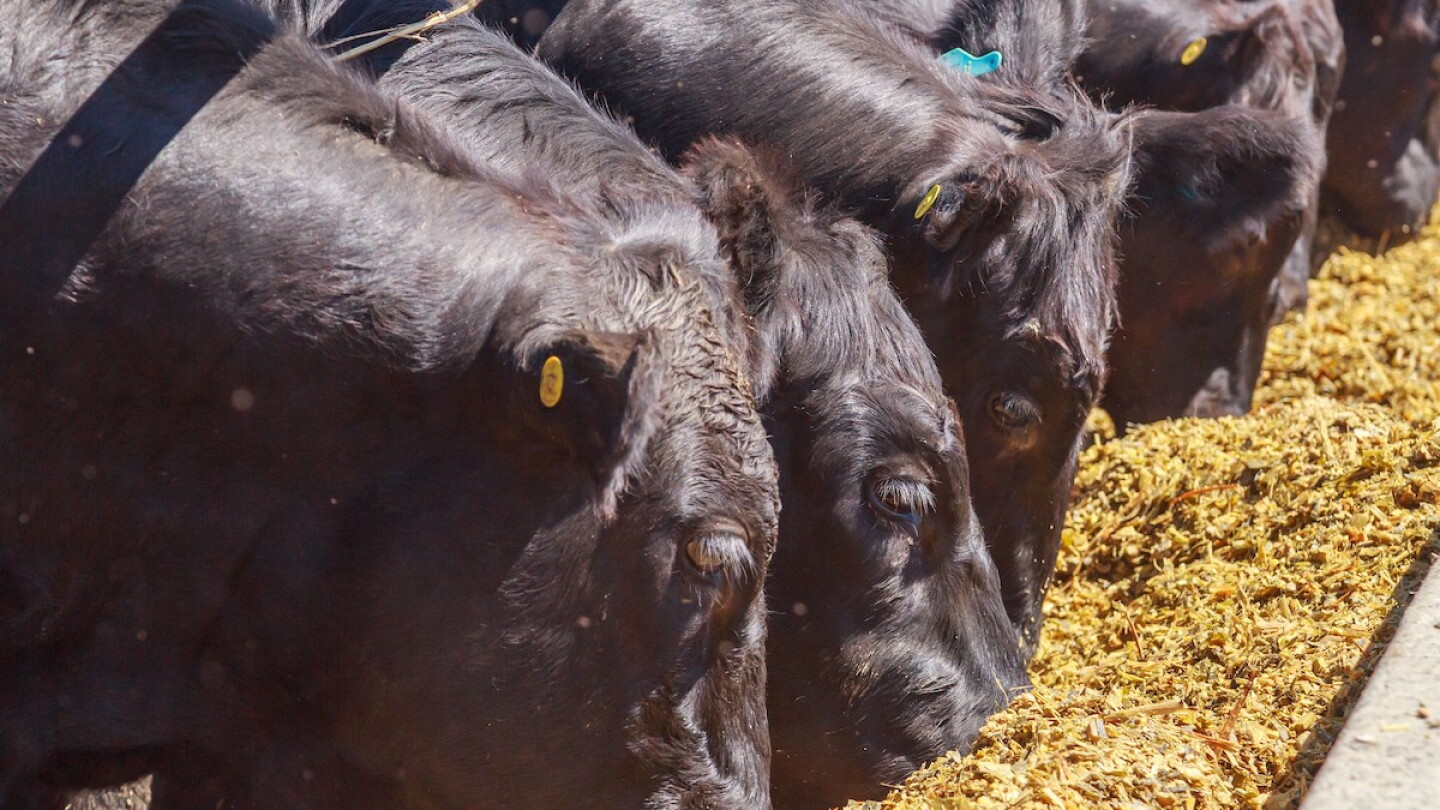 Why Fiber Quality Matters More for Beef-on-Dairy - Drovers