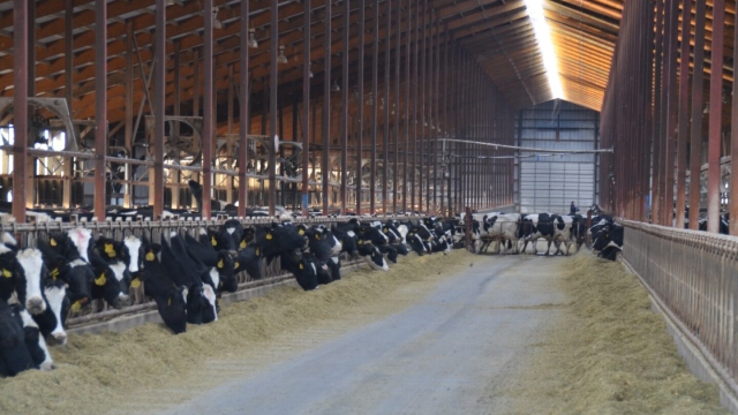 A New Kind of “A.I.” for Dairies - Dairy Herd