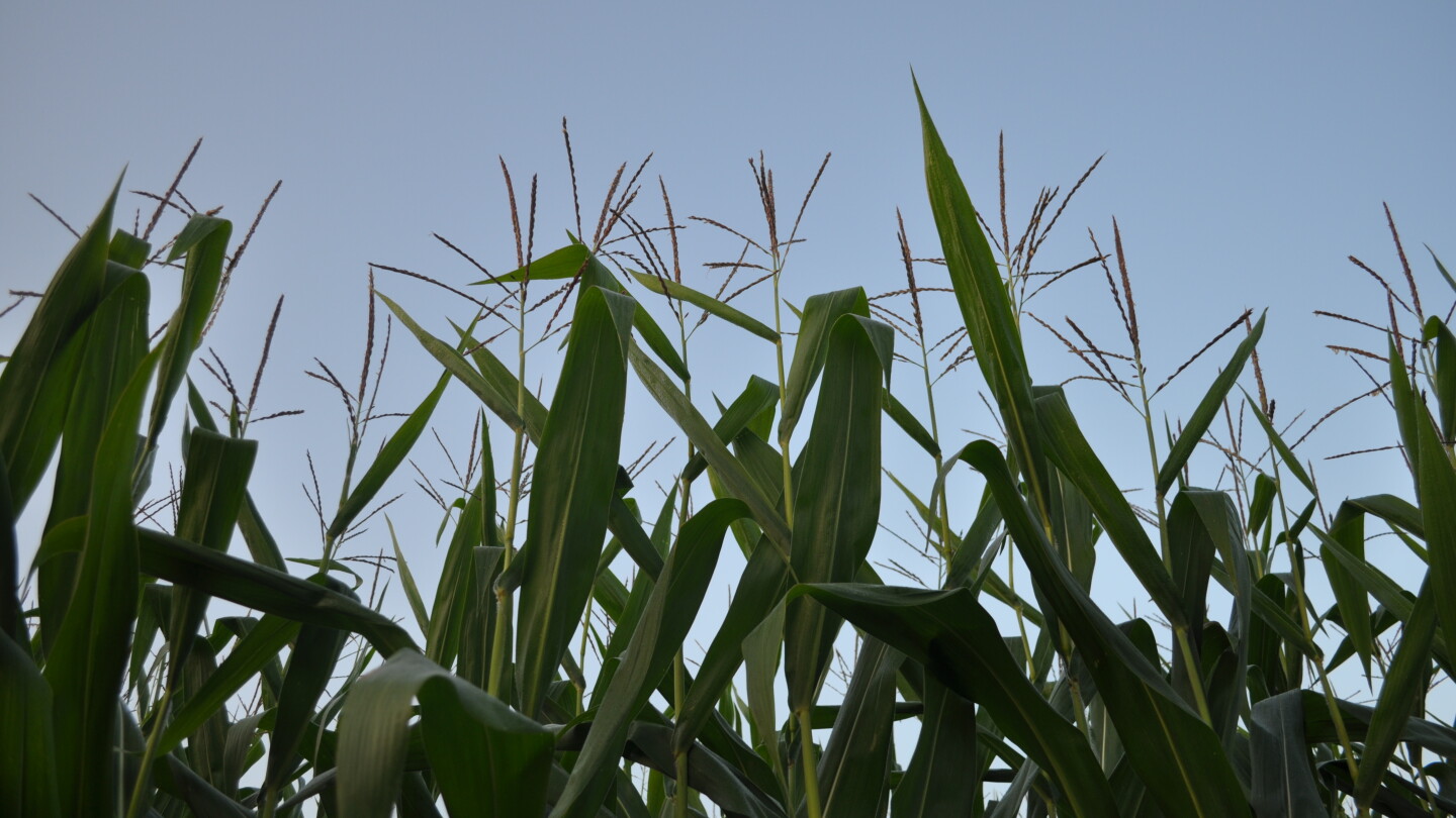 John Phipps: Coping with Crop Reports and the Stages of Grief - AgWeb