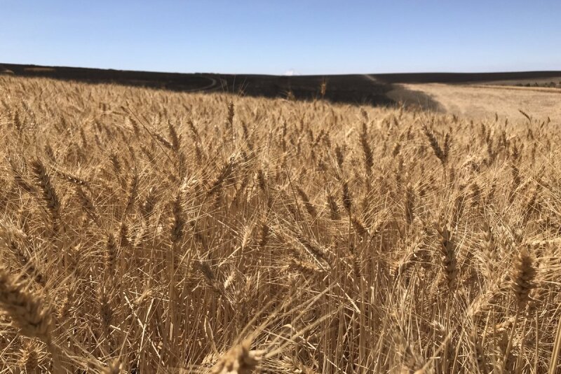 Millions of Wheat Bushels Torched by Suspected Arson in Wildfire - AgWeb