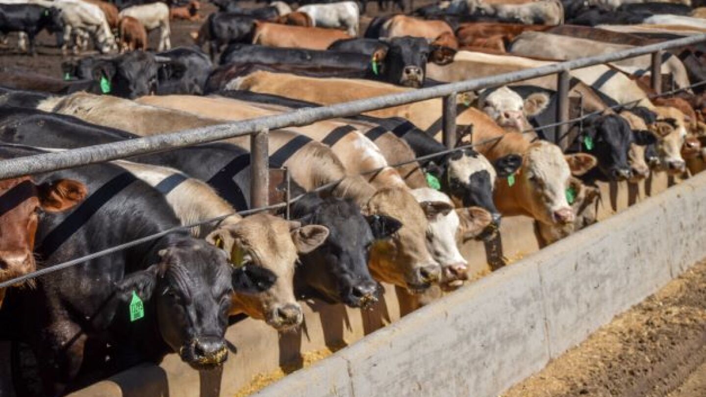 A Review of Feedlot Structure and 2024 Marketings - Drovers