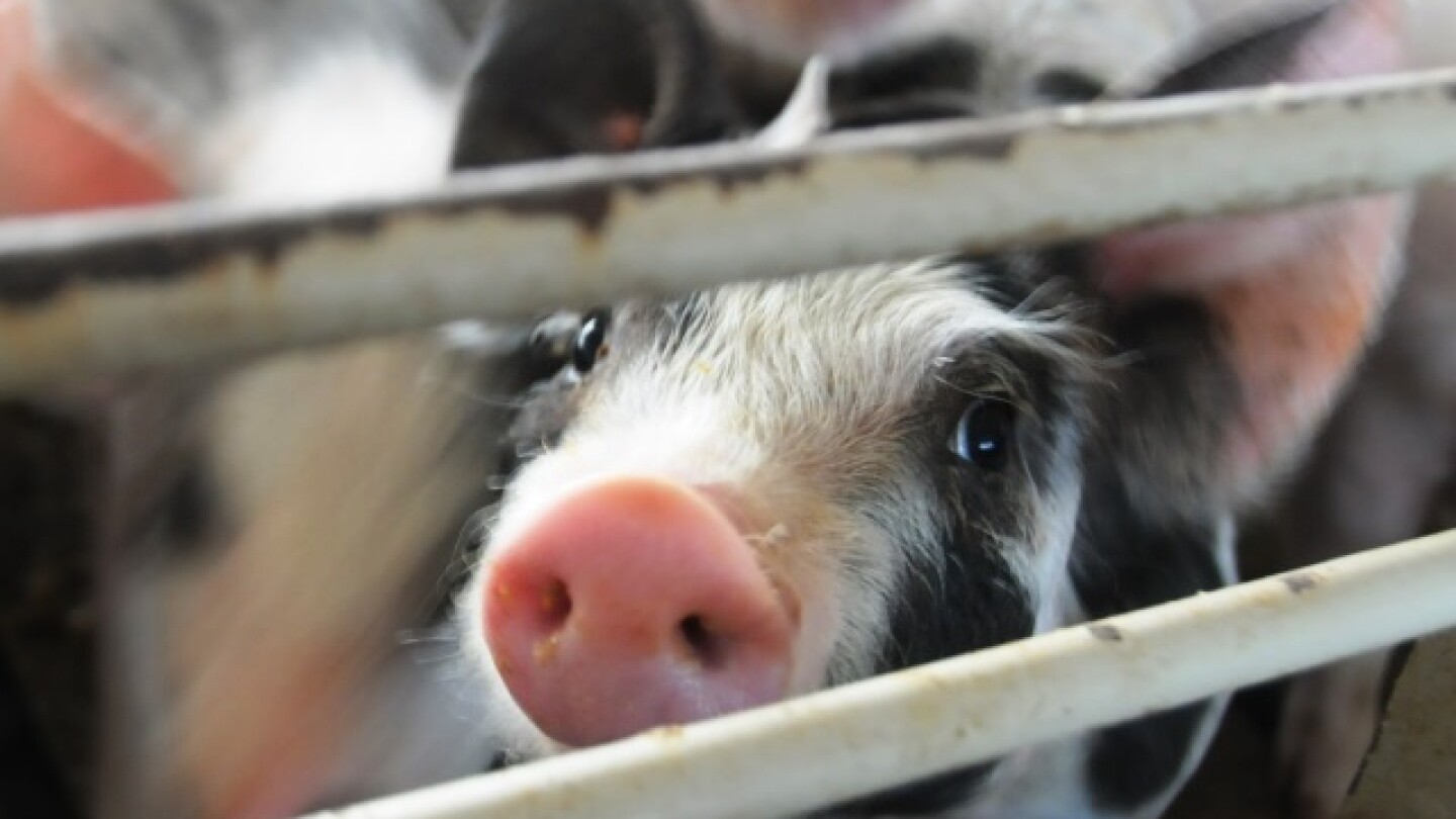 An Evolution of the U.S. Hog Industry: What You Need to Know - Pork ...