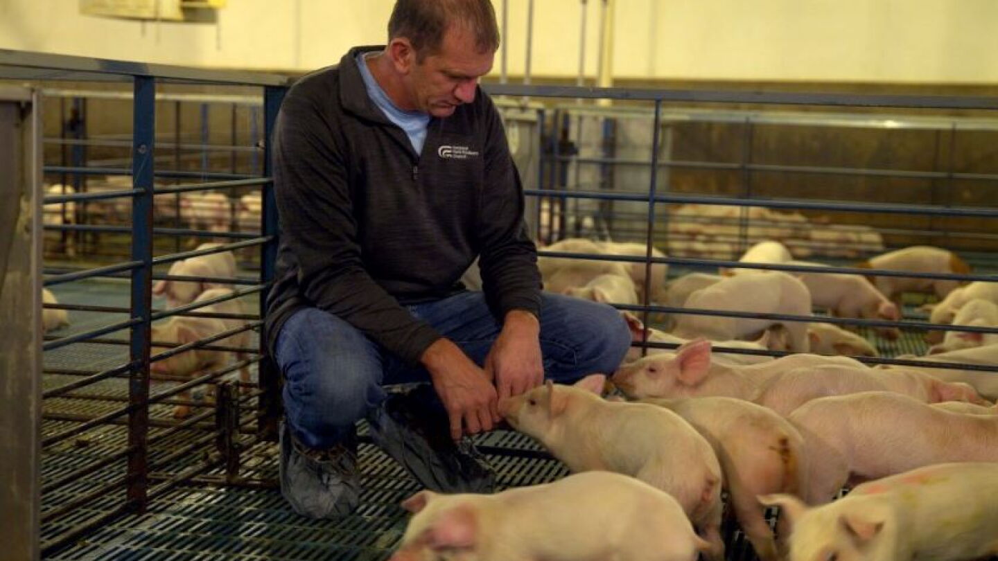 Never Underestimate the Resolve of the American Pork Producer - Pork ...