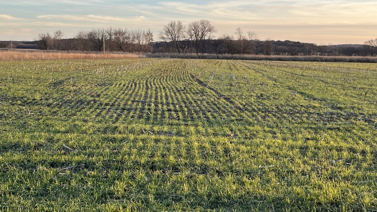 First Hollow Stem is the Critical Point for Removing Cattle from Dual ...