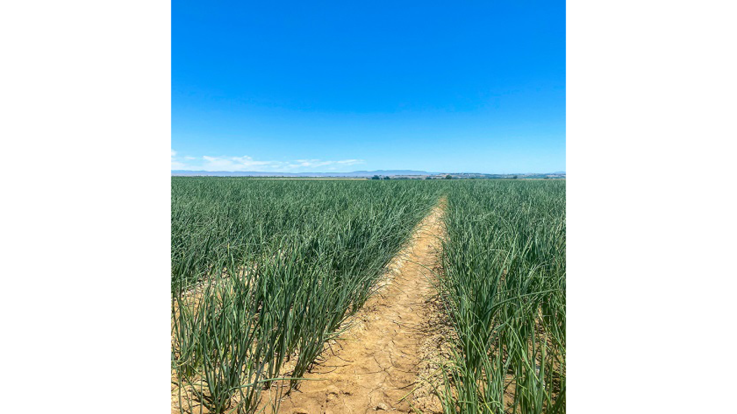 Onion industry introduces updated food safety best practices document ...