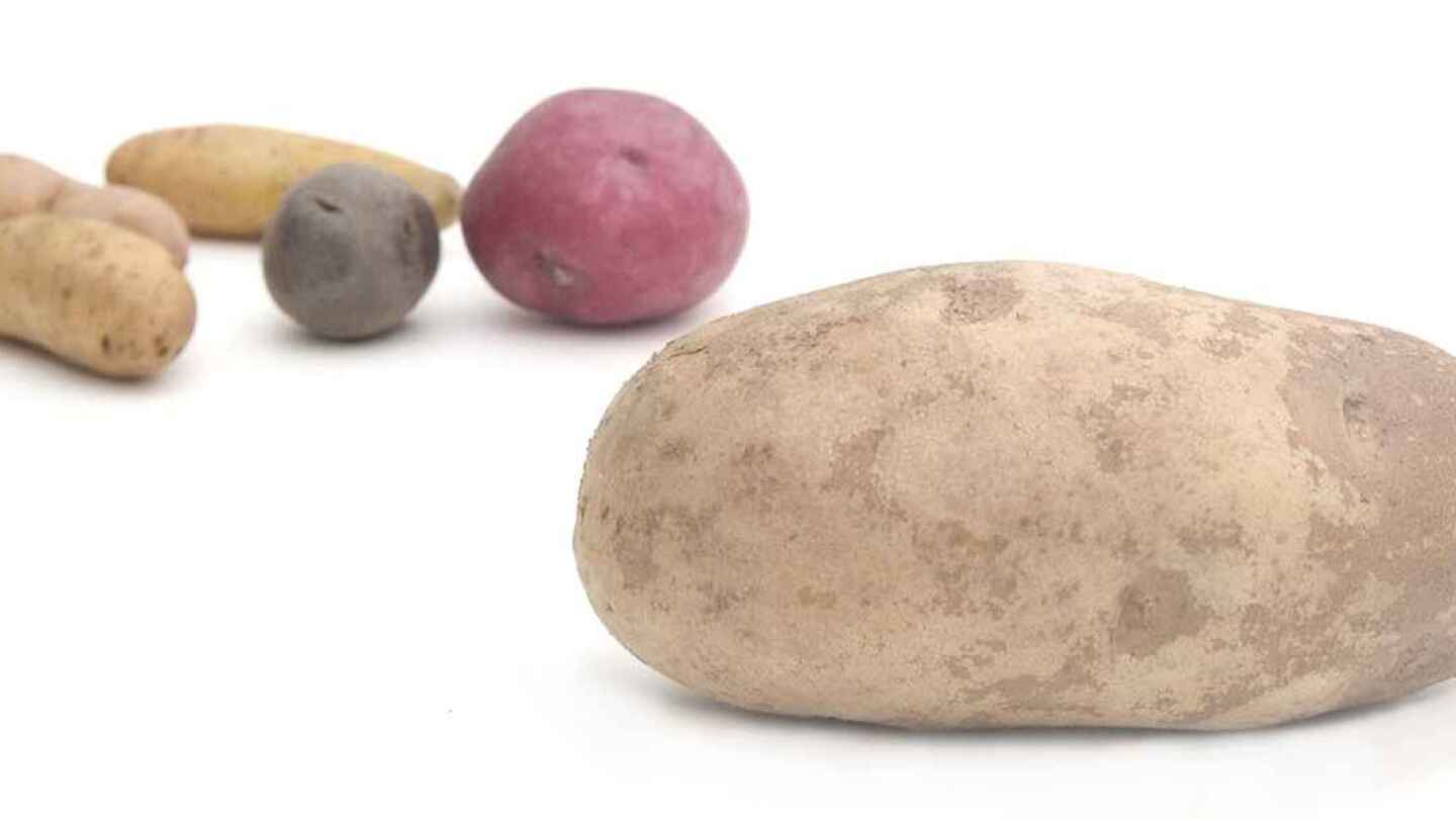 USDA taking comments on termination of Washington state potato ...