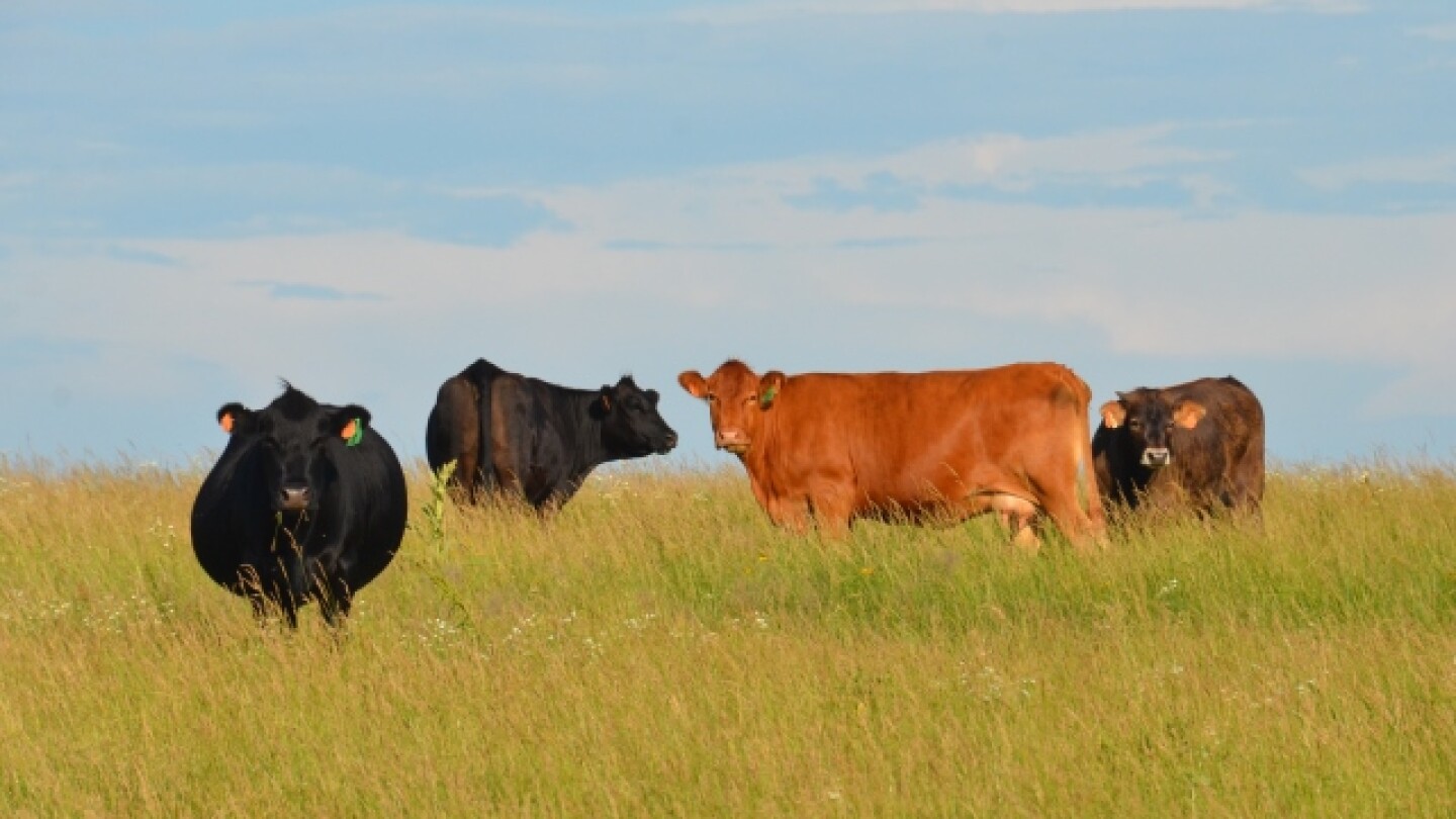 NEOGEN Launches Prozap® Protectus Pour-On Insecticide – IGR