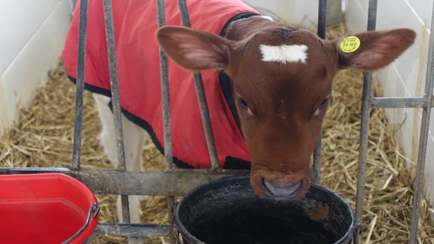 Four Tips for Cleaning and Storing Calf Jackets - Dairy Herd