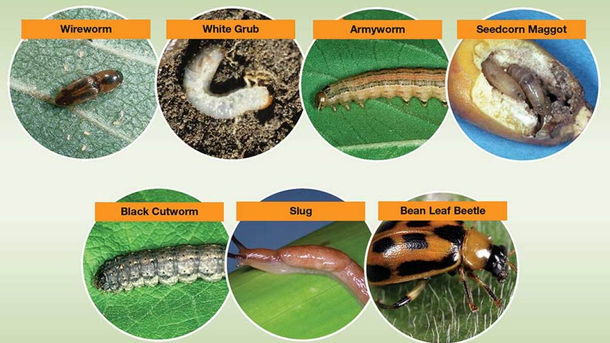 grub worm types