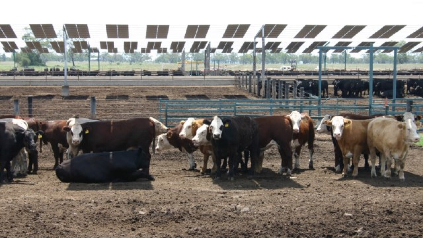 Fatigued Cattle Syndrome: What It Is and What to Do About It - Bovine Vet