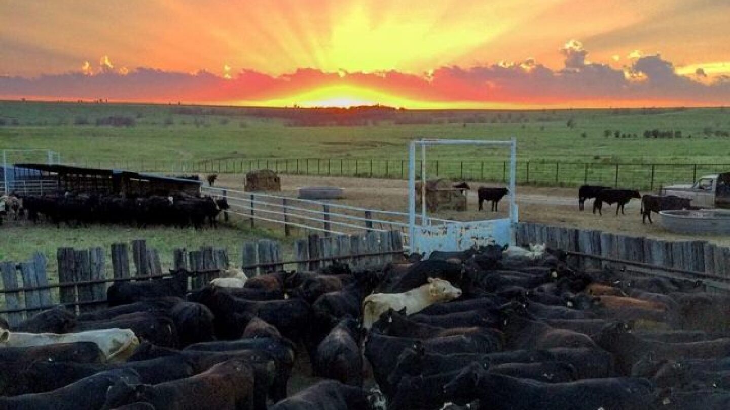 Derrell Peel: USDA Cattle Inventory and Cattle on Feed - Drovers