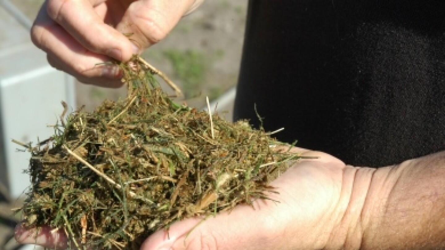 Double Crop Forage Options - Dairy Herd