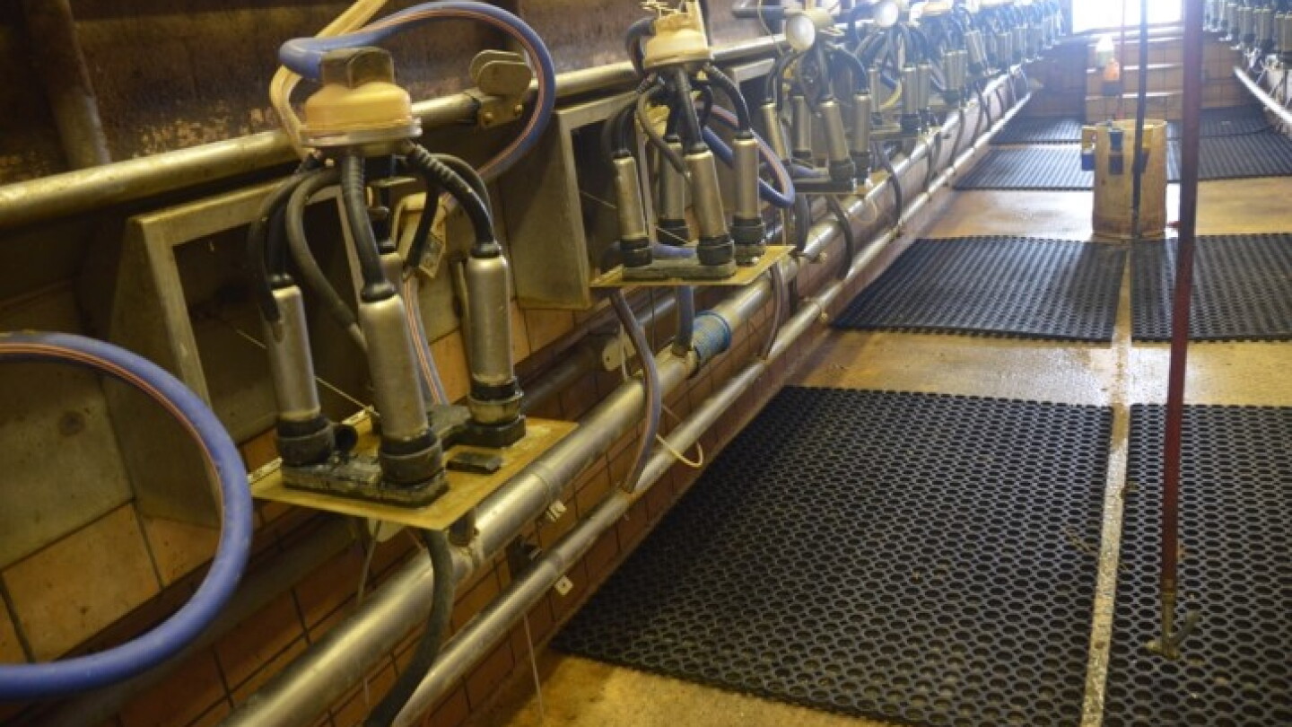 Stop the Summer Surge: How to Keep Your SCC in Check - Bovine Vet