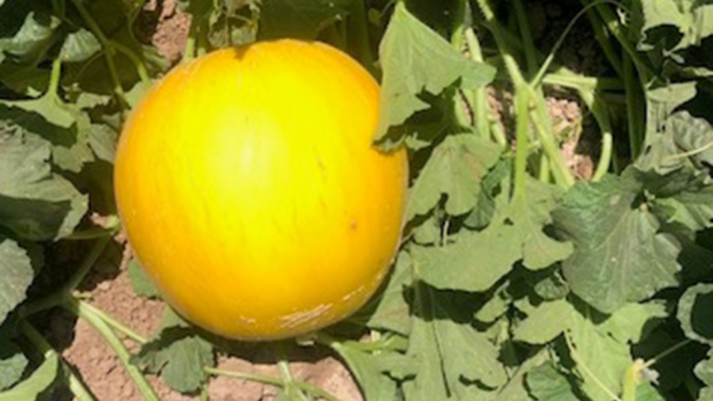 How specialty varieties are attracting melon consumers - The Packer