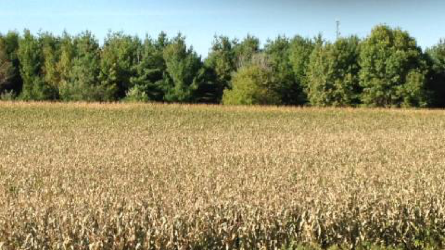 Managing Late-Season Corn – Fighting Frost Damage - Dairy Herd