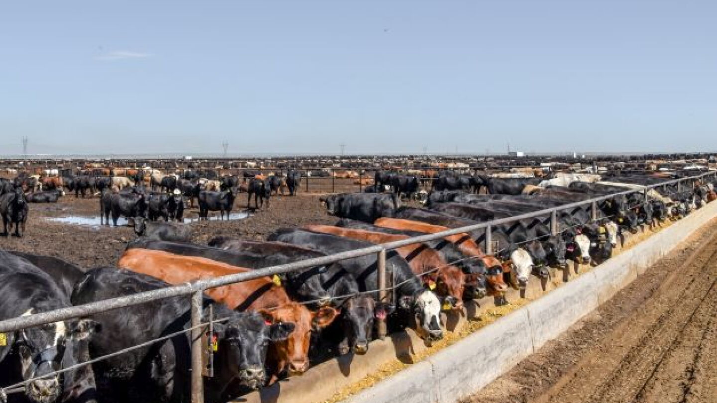 Peel: Feedlot Production and Cattle Slaughter - Drovers